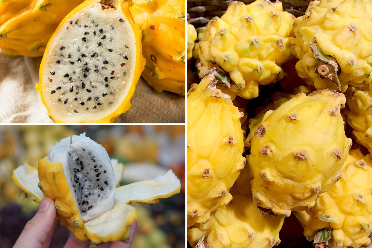 Dragon Fruit - How To Eat Them and What They Taste Like